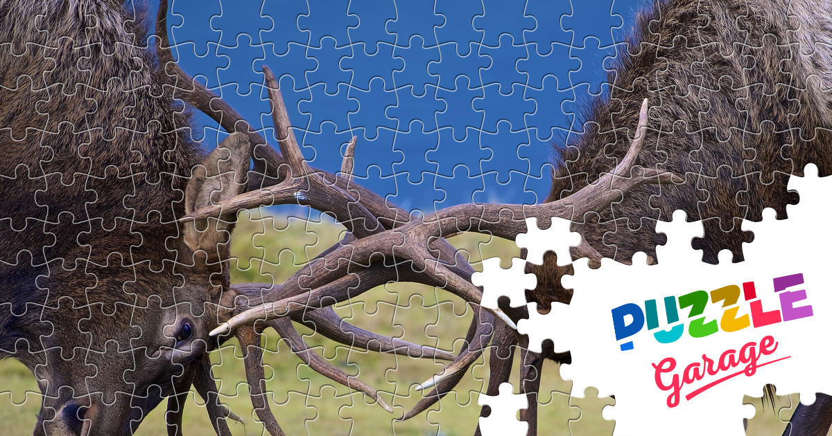 Deer battle Jigsaw Puzzle (Animals, Mammals) | Puzzle Garage