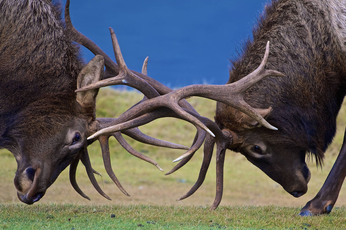 Deer battle Jigsaw Puzzle (Animals, Mammals) | Puzzle Garage