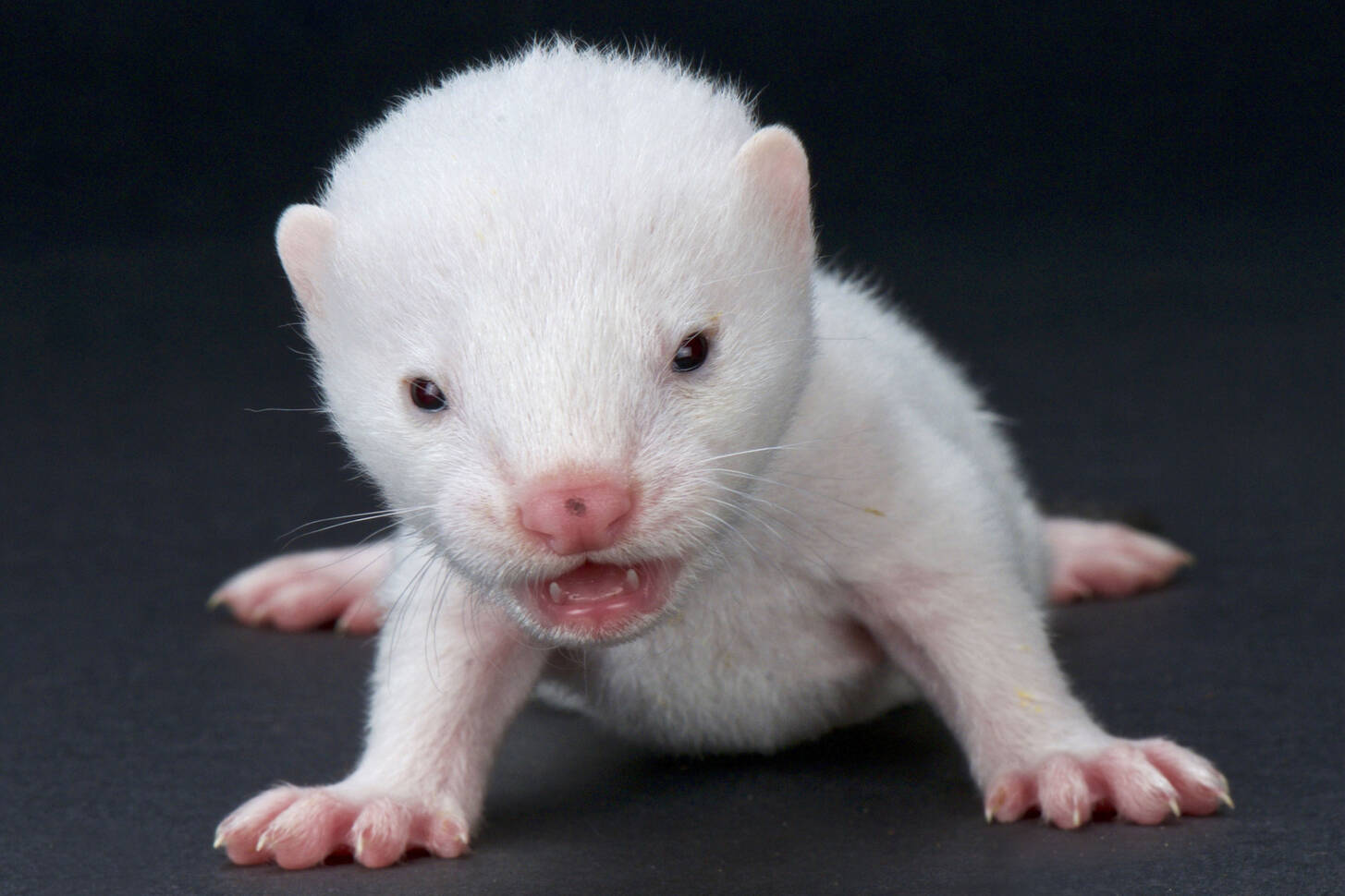 Baby white mink Jigsaw Puzzle (Animals, Mammals) | Puzzle Garage