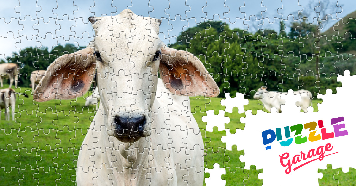 Zebu cow Jigsaw Puzzle (Animals, Pets) | Puzzle Garage