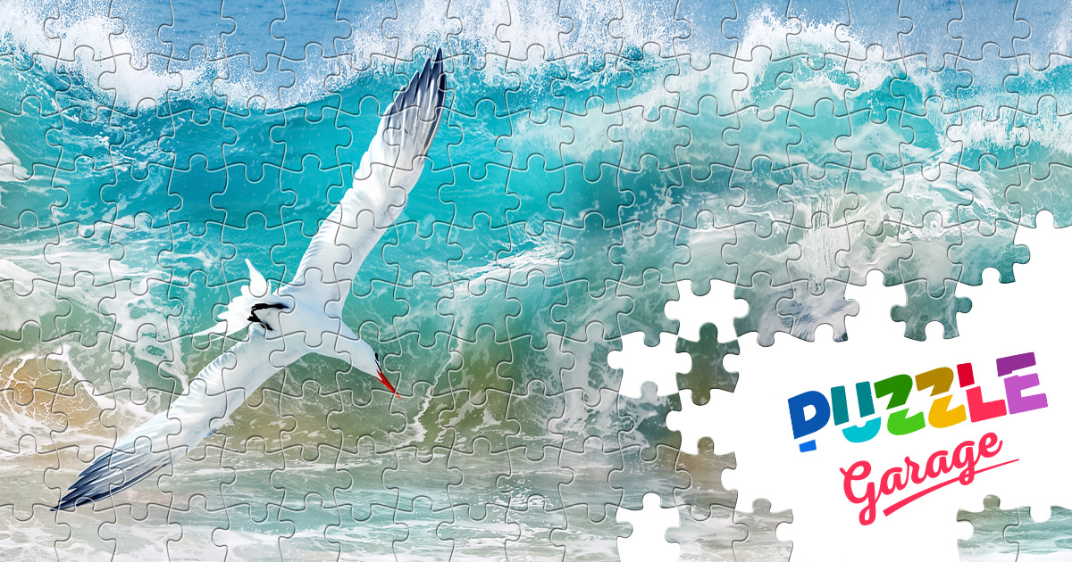 Seagull by the sea Jigsaw Puzzle (Nature, Seas and Oceans) | Puzzle Garage