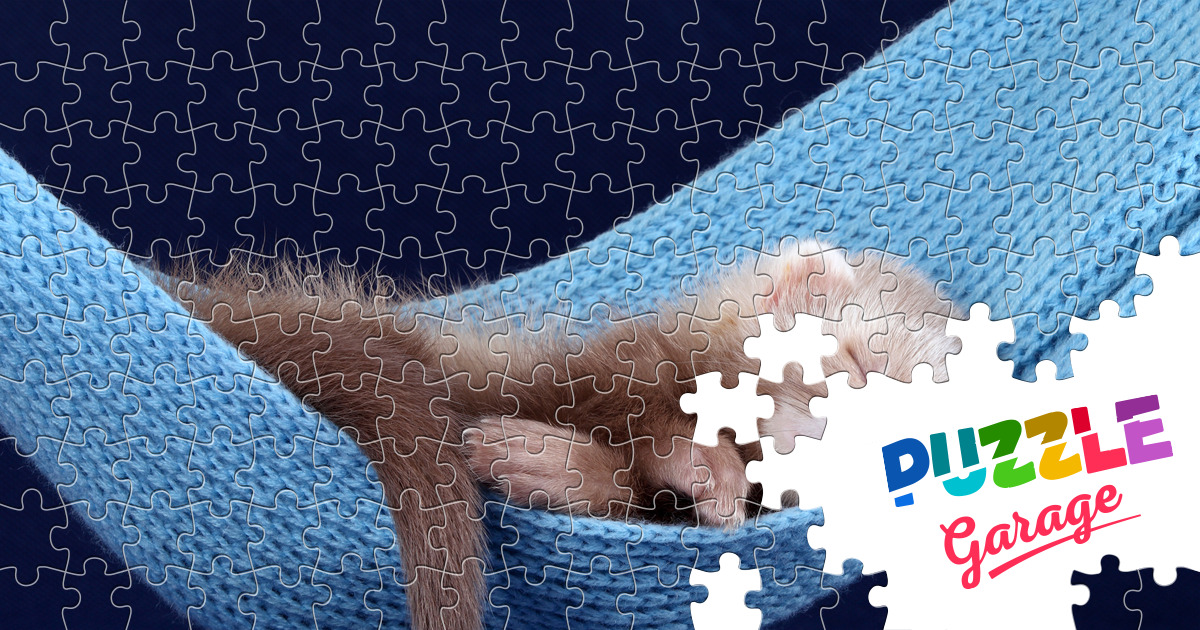 Ferret in a hammock Jigsaw Puzzle (Animals, Mammals) | Puzzle Garage