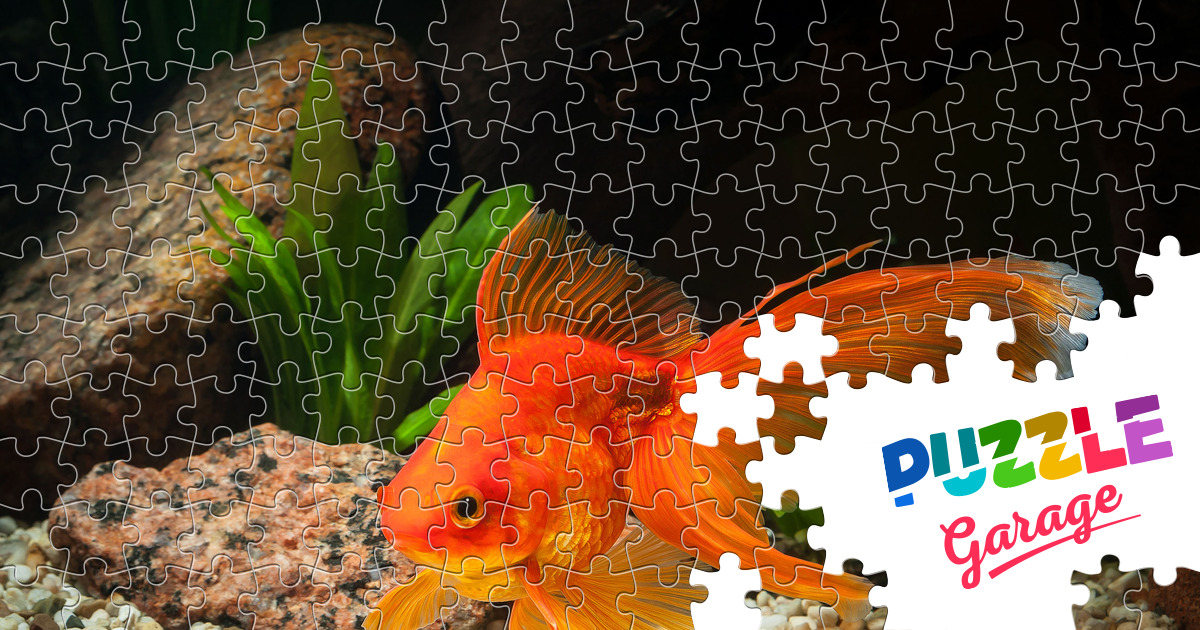 Gold fish Jigsaw Puzzle (Animals, Marine life) | Puzzle Garage