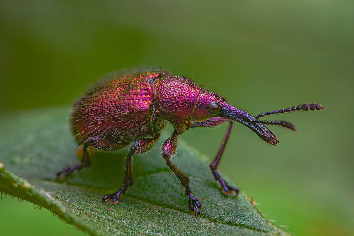 Weevil beetle Jigsaw Puzzle (Other, Macro) | Puzzle Garage