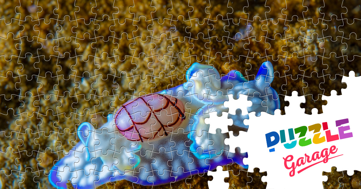 Sea clam on coral Jigsaw Puzzle (Animals, Marine life) | Puzzle Garage
