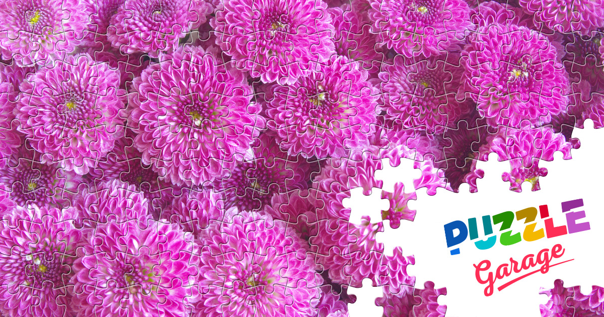 Purple chrysanthemums Jigsaw Puzzle (Plants, Flowers) | Puzzle Garage