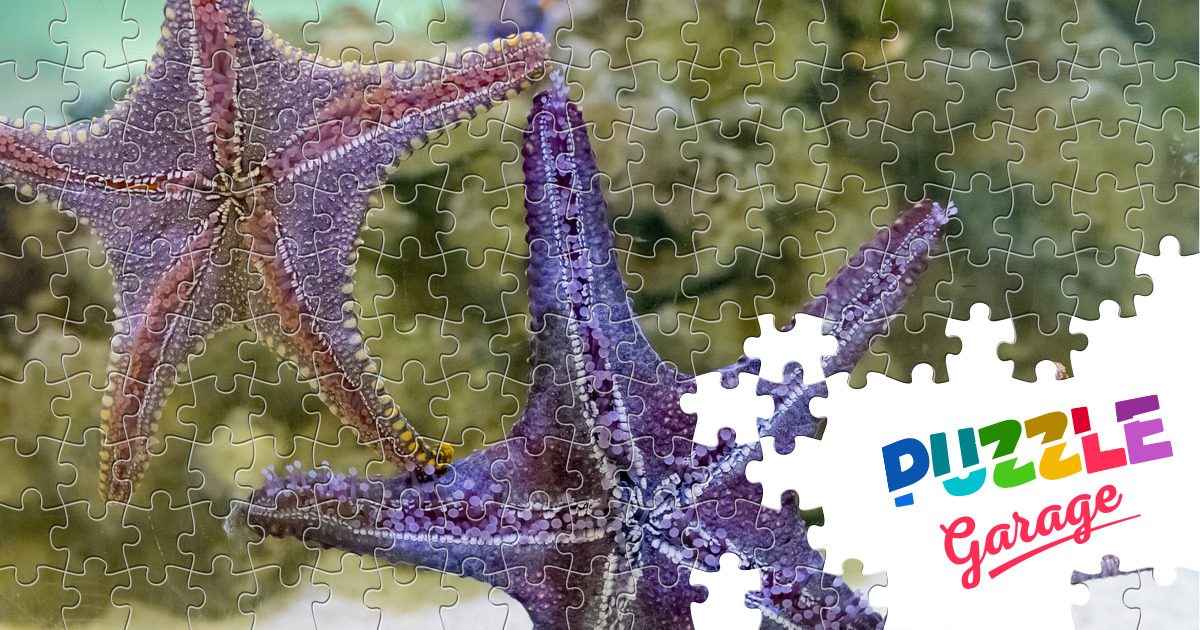 Lilla søstjerner Jigsaw Puslespil (Dyr, Havliv) | Puzzle Garage