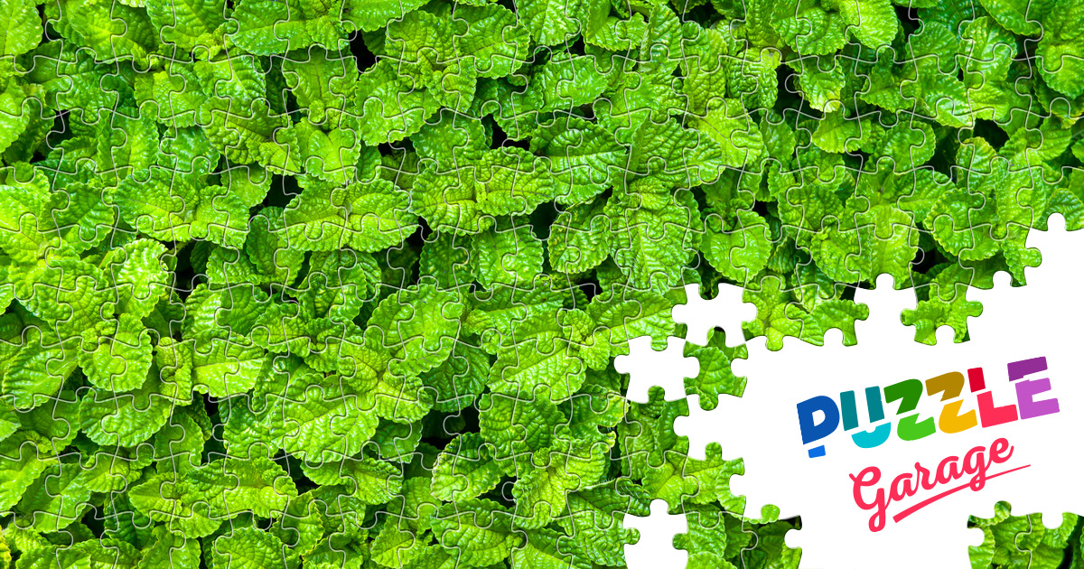Fragrant mint Jigsaw Puzzle (Home, Food) | Puzzle Garage