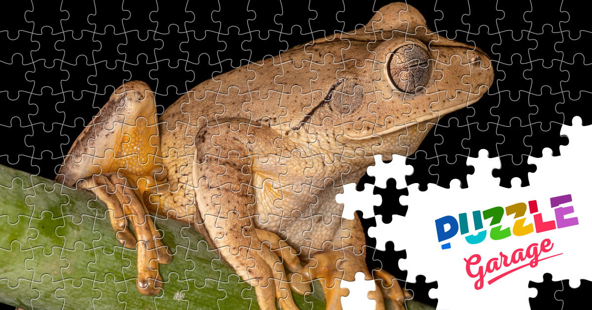 Blacksmith tree frog Jigsaw Puzzle (Animals, Amphibians) | Puzzle Garage