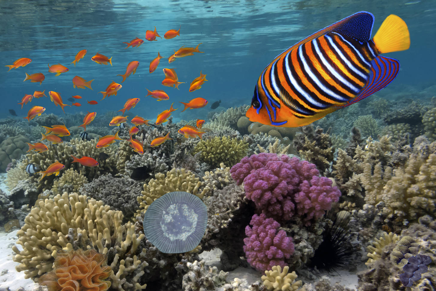 Fish on a coral reef Jigsaw Puzzle (Animals, Marine life) | Puzzle Garage