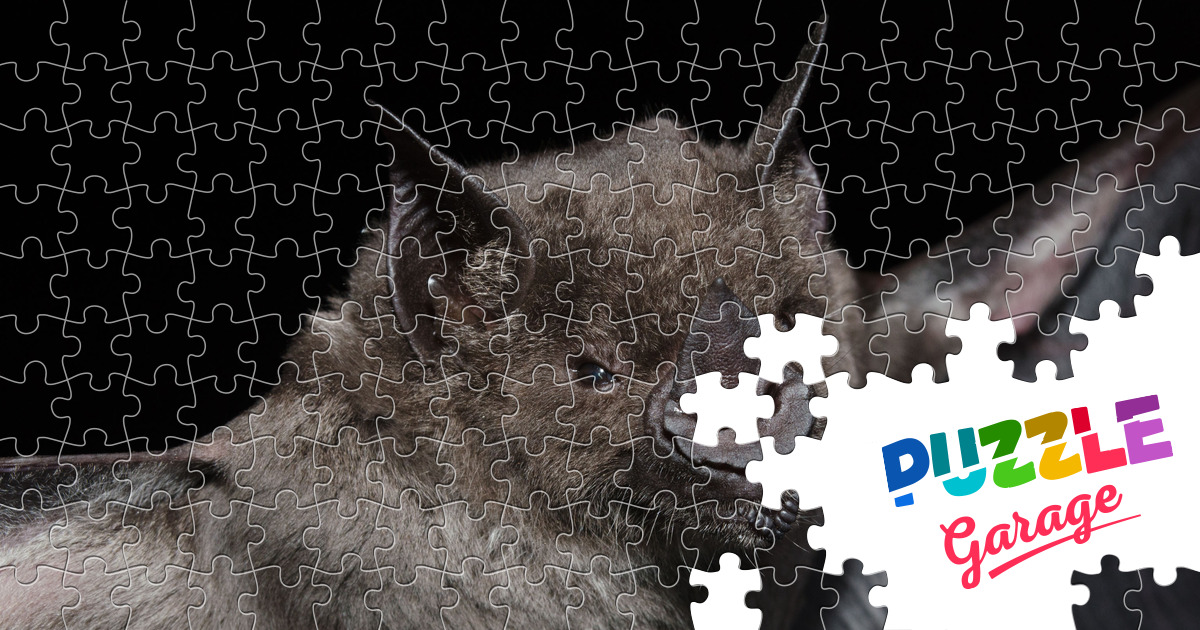 Brazilian bat Jigsaw Puzzle (Animals, Mammals) | Puzzle Garage