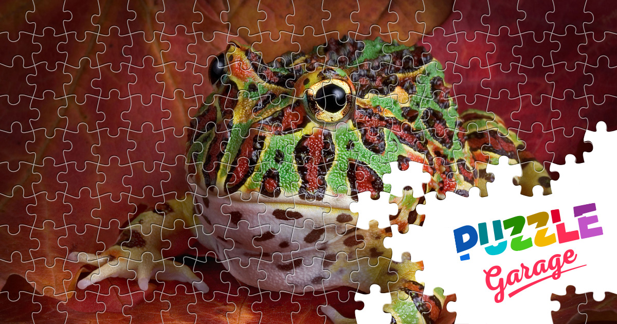 Horned frog Jigsaw Puzzle (Animals, Amphibians) | Puzzle Garage