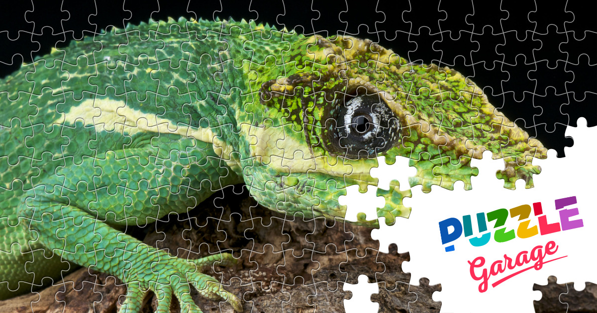 Knight Anole Jigsaw Puzzle (Animals, Reptiles) | Puzzle Garage