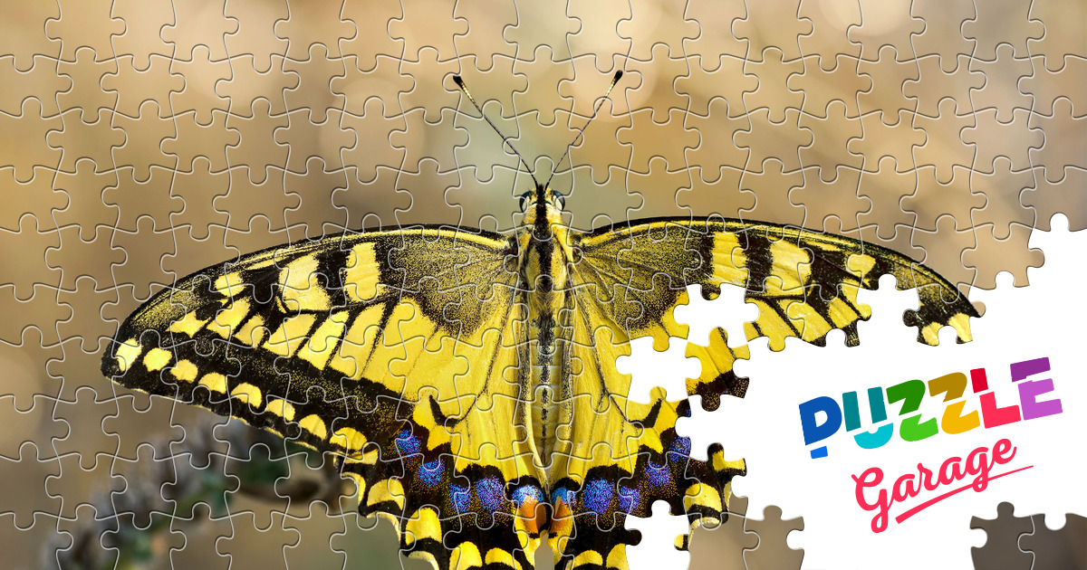 Butterfly close-up Jigsaw Puzzle (Animals, Insects) | Puzzle Garage