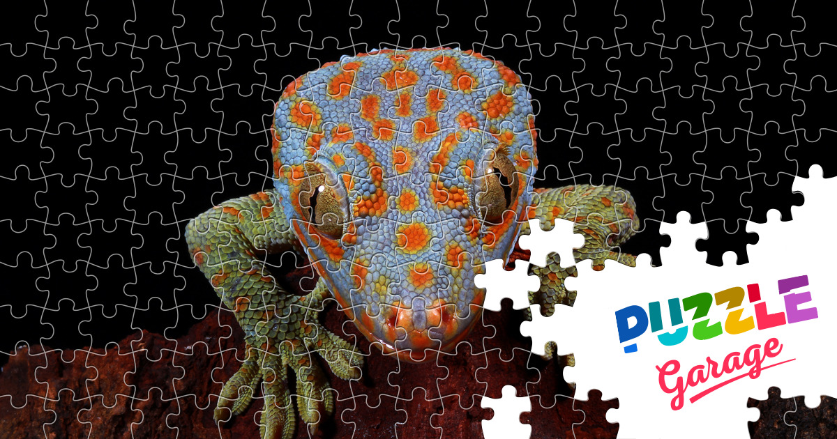 Gecko toki Jigsaw Puzzle (Animals, Reptiles) | Puzzle Garage
