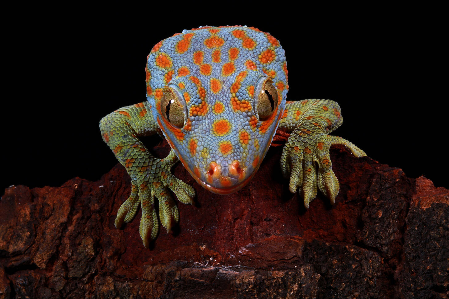 Gecko toki Jigsaw Puzzle (Animals, Reptiles) | Puzzle Garage