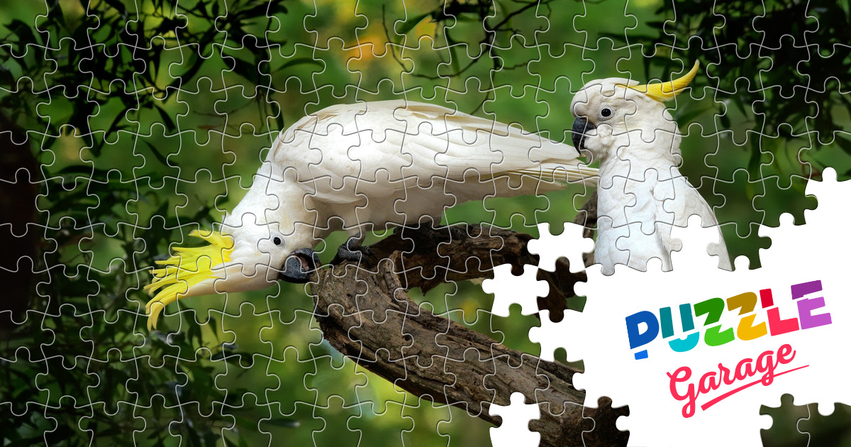 Two cockatoos Jigsaw Puzzle (Animals, Birds) | Puzzle Garage