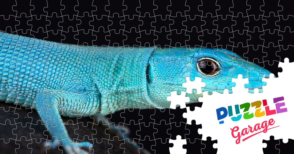 Green keel-bellied lizard Jigsaw Puzzle (Animals, Reptiles) | Puzzle Garage