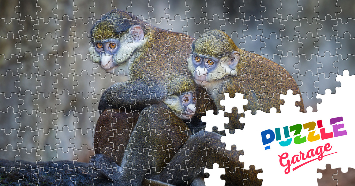Family of red-tailed monkeys Jigsaw Puzzle (Animals, Primates) | Puzzle ...