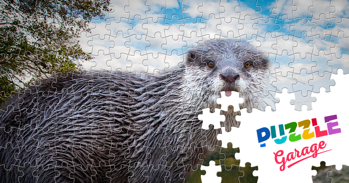 River otter Jigsaw Puzzle (Animals, Mammals) | Puzzle Garage