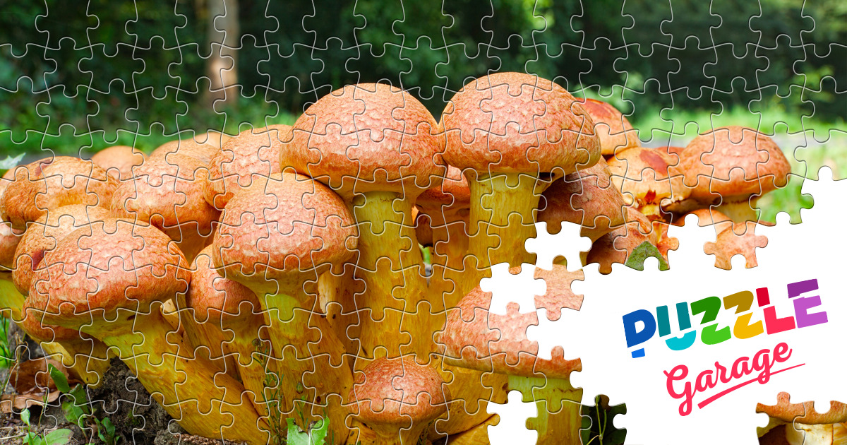 Nameko mushrooms Jigsaw Puzzle (Nature, Forest) | Puzzle Garage