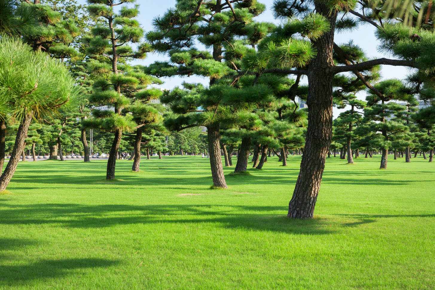 Pine park in Tokyo Jigsaw Puzzle (Countries, Japan) | Puzzle Garage
