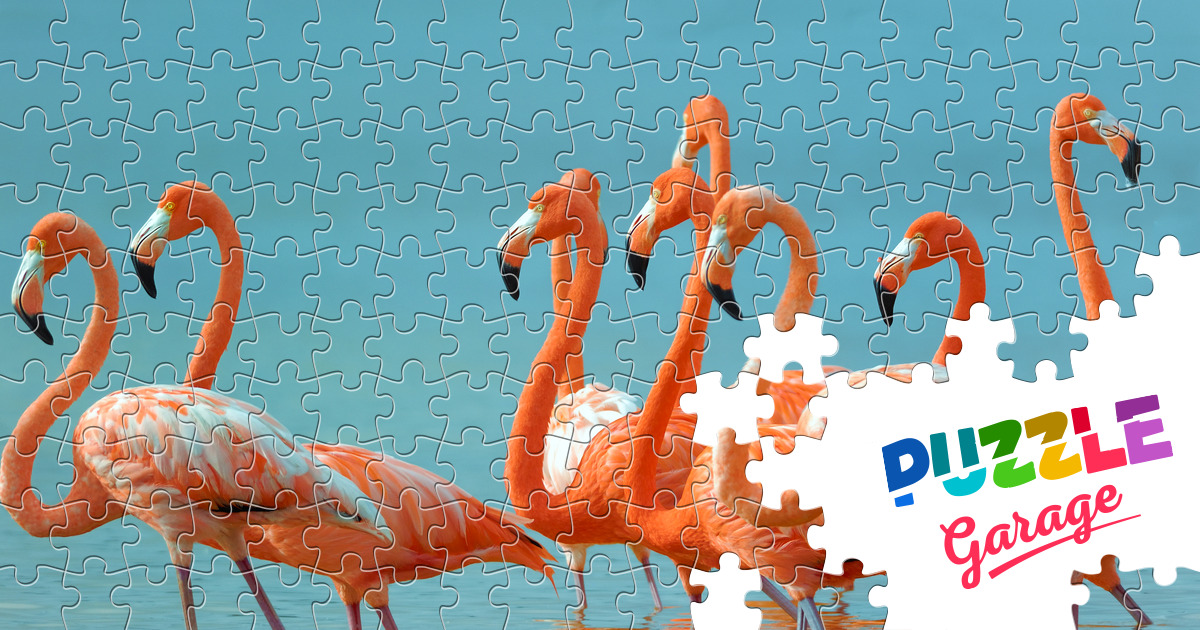 Flamingo Jigsaw Puzzle (Animals, Birds) | Puzzle Garage