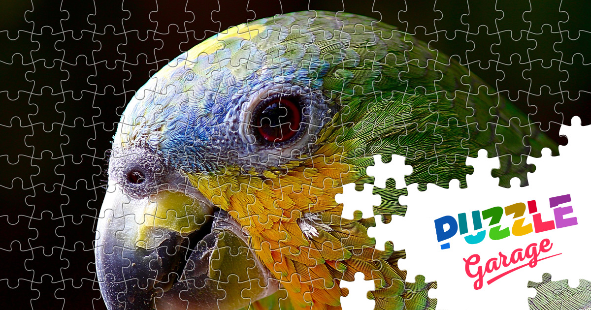 Parrot Jigsaw Puzzle (Animals, Birds) | Puzzle Garage