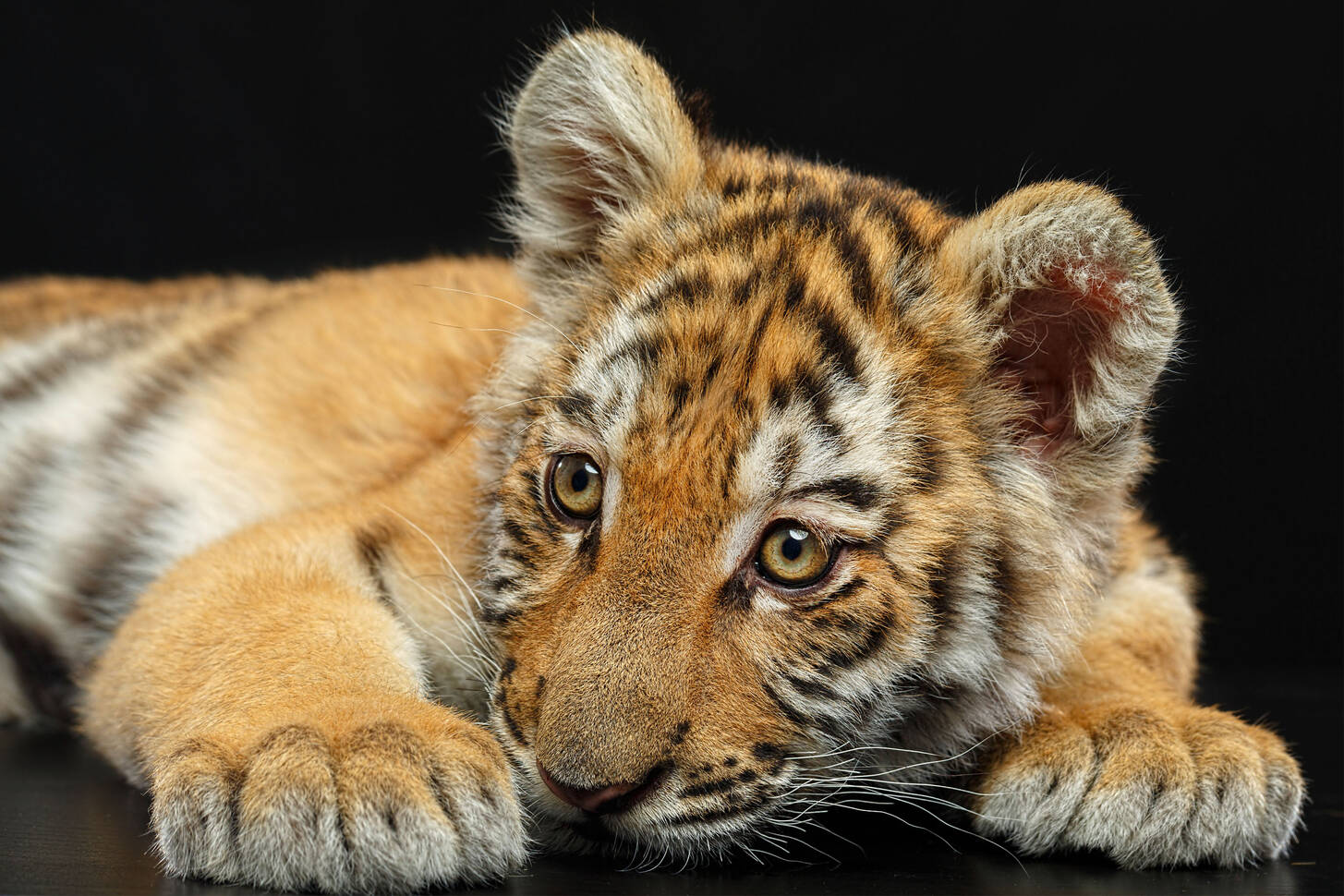 Tiger cub Jigsaw Puzzle (Animals, Mammals) | Puzzle Garage