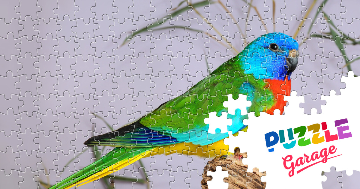 Red-chested grass parakeet Jigsaw Puzzle (Animals, Birds) | Puzzle Garage