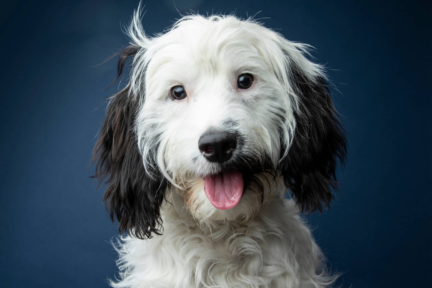 Black and white cockapoo Jigsaw Puzzle (Animals, Pets) | Puzzle Garage