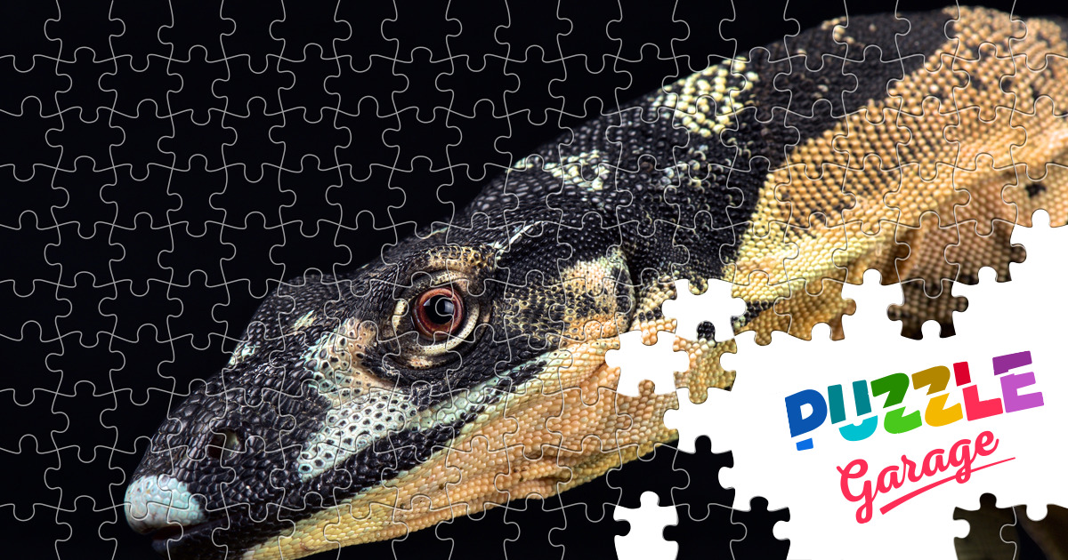 Monitor lizard on a black background Jigsaw Puzzle (Animals, Reptiles ...