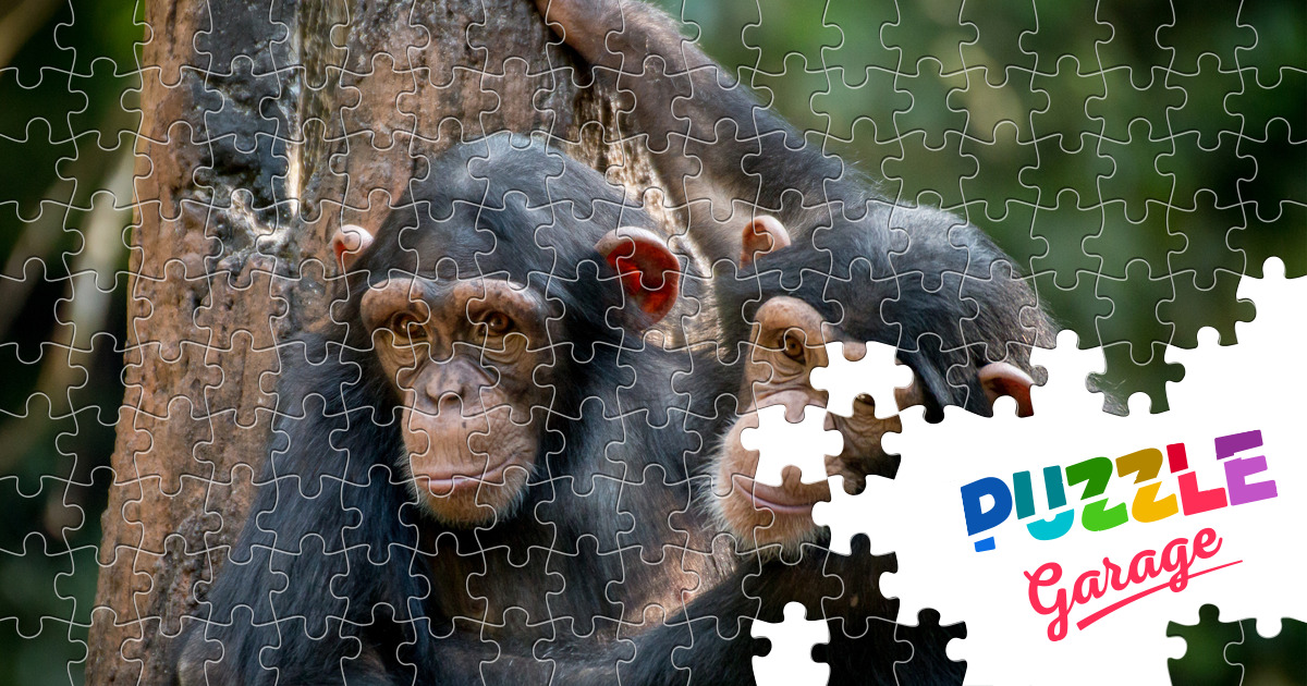 Two chimpanzees Jigsaw Puzzle (Animals, Primates) | Puzzle Garage