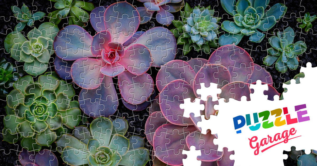 Green and purple succulents Jigsaw Puzzle (Plants, Flowers) | Puzzle Garage