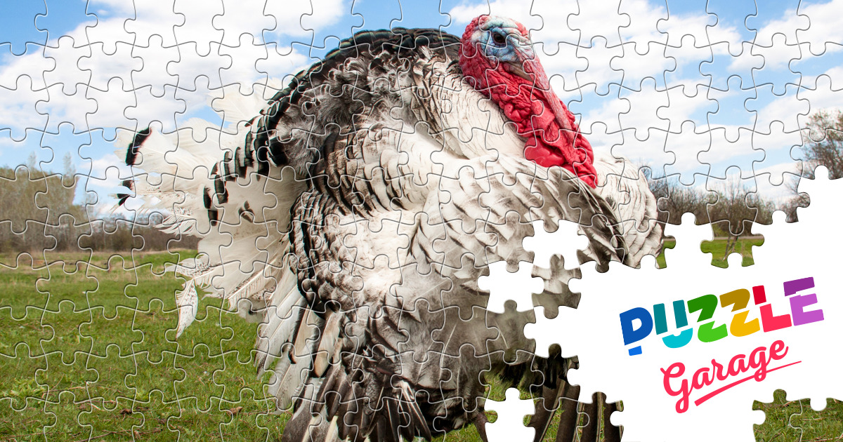 White turkey Jigsaw Puzzle (Animals, Birds) | Puzzle Garage