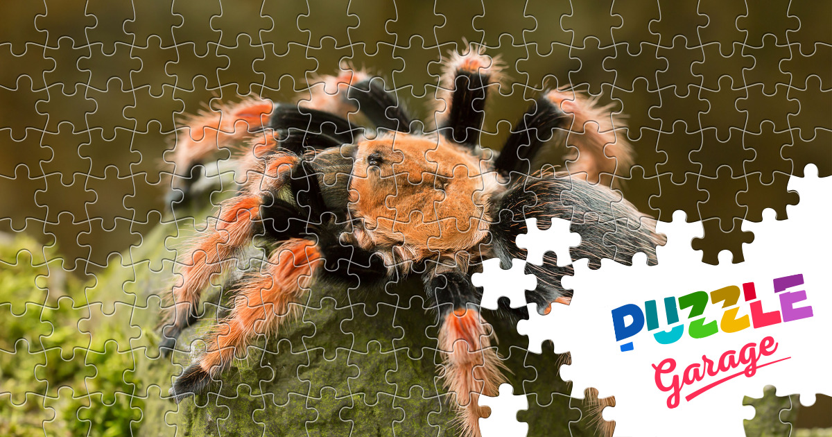Mexican Tarantula Jigsaw Puzzle (Animals, Arachnids) | Puzzle Garage