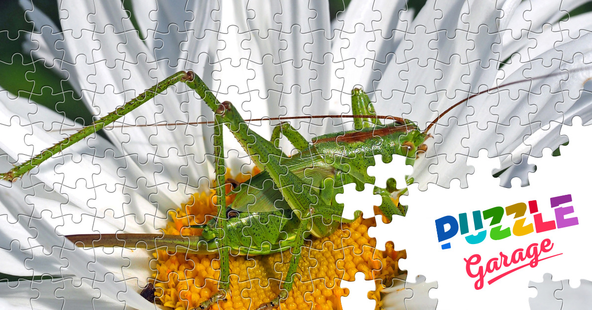 Grasshopper on chamomile Jigsaw Puzzle (Animals, Insects) | Puzzle Garage