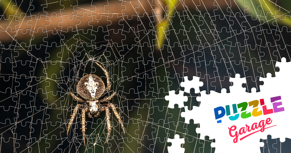 Spider on the web Jigsaw Puzzle (Animals, Insects) | Puzzle Garage