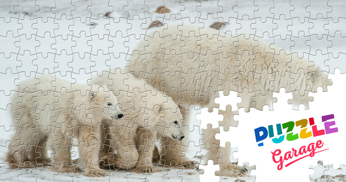 Polar bears Jigsaw Puzzle (Countries, Canada) | Puzzle Garage