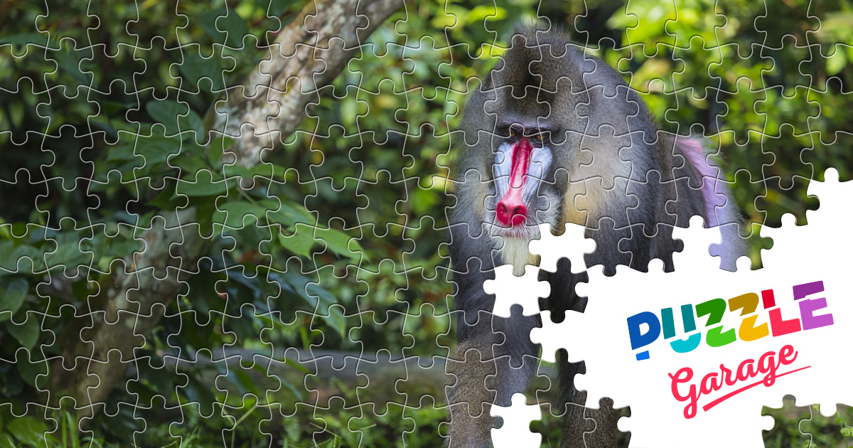 Mandrill in the rainforest Jigsaw Puzzle (Animals, Primates) | Puzzle ...