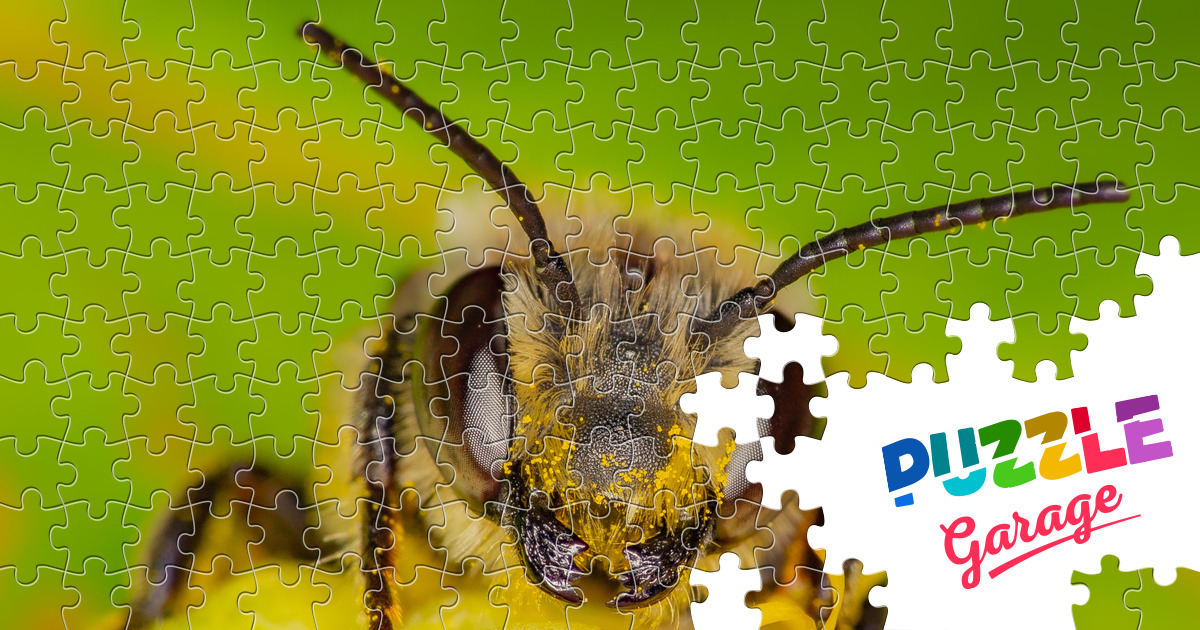 Bee collects pollen Jigsaw Puzzle (Animals, Insects) | Puzzle Garage