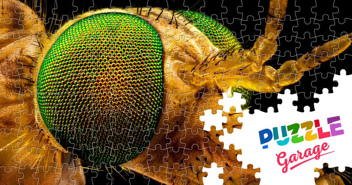Macro photo of a green-eyed fly Jigsaw Puzzle (Animals, Insects ...