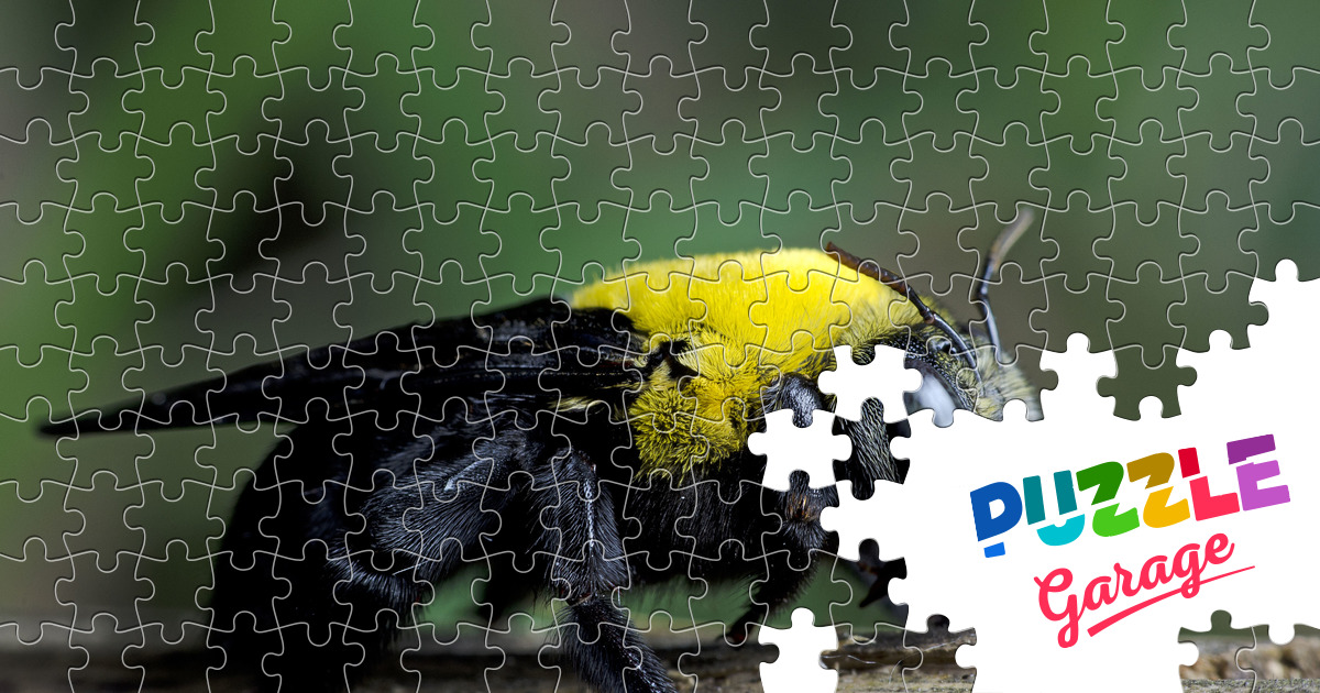 Xylocopa Jigsaw Puzzle (Animals, Insects) | Puzzle Garage