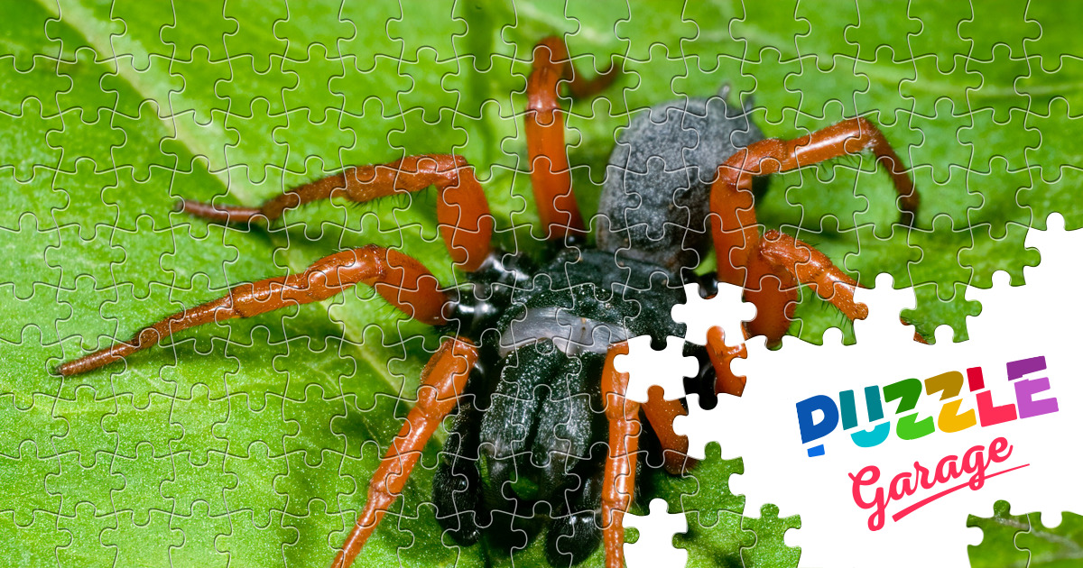 Red-footed spider wallet Jigsaw Puzzle (Animals, Arachnids) | Puzzle Garage