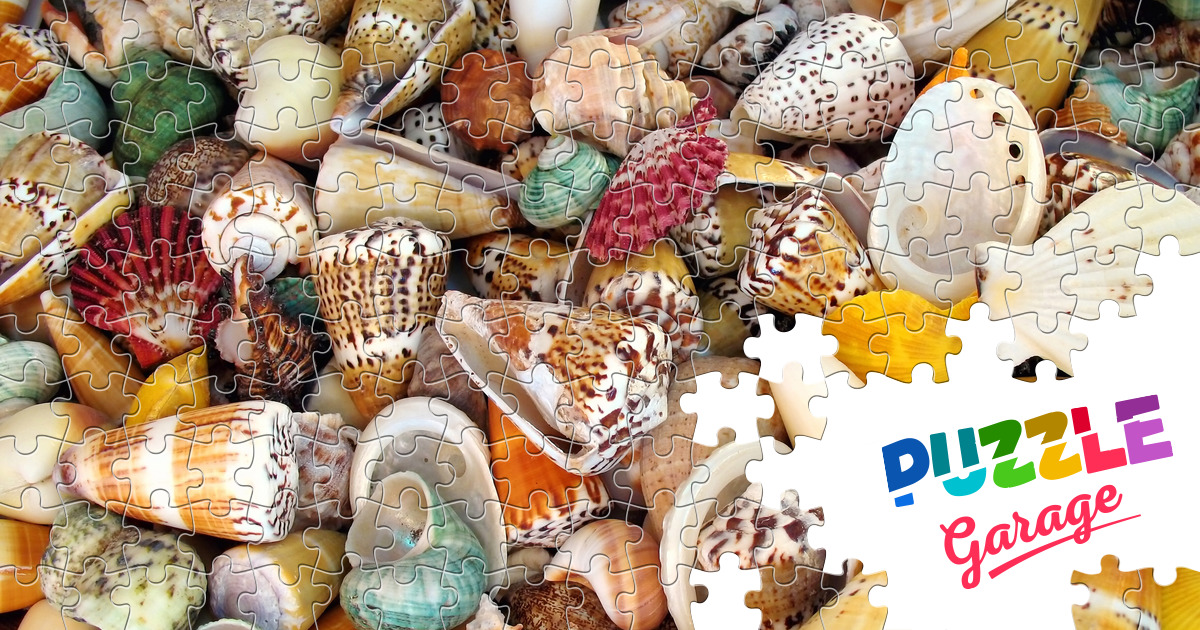 Colorful shells Jigsaw Puzzle (Animals, Marine life) | Puzzle Garage
