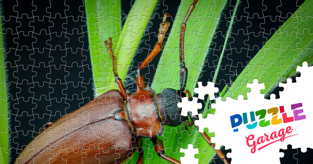 Titan beetle Jigsaw Puzzle (Animals, Insects) | Puzzle Garage
