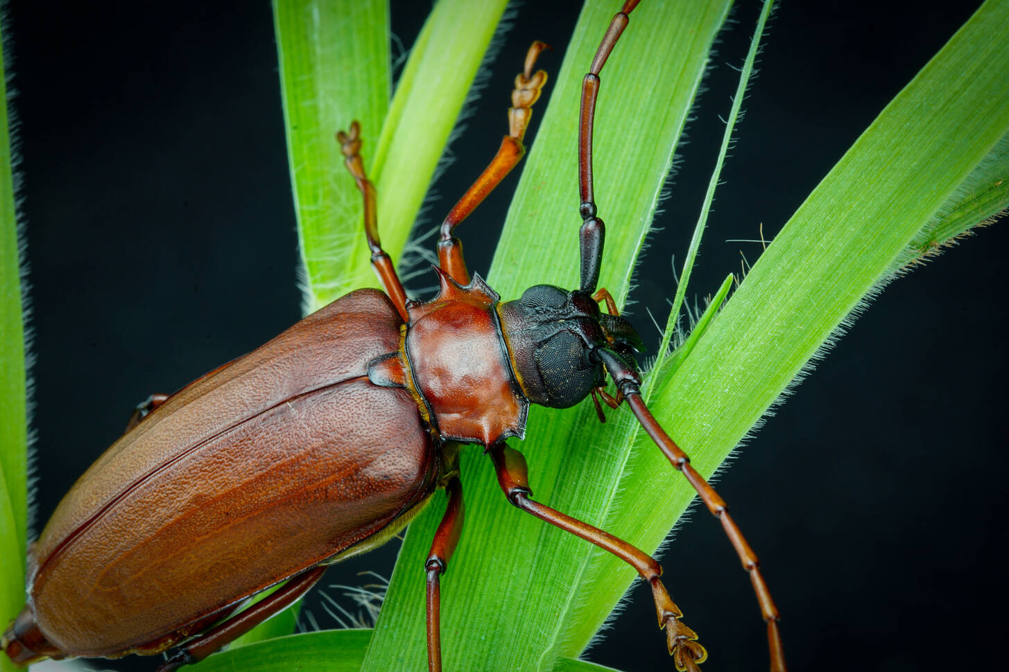 Titan beetle Jigsaw Puzzle (Animals, Insects) | Puzzle Garage