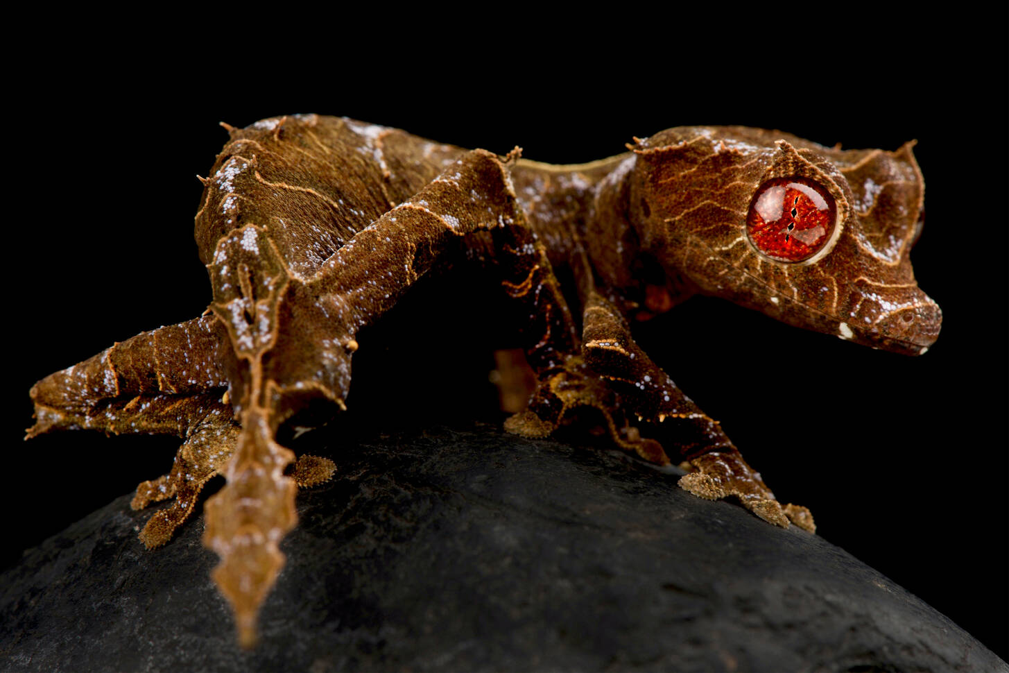 Ebenau leaf-tailed gecko Jigsaw Puzzle (Animals, Reptiles) | Puzzle Garage