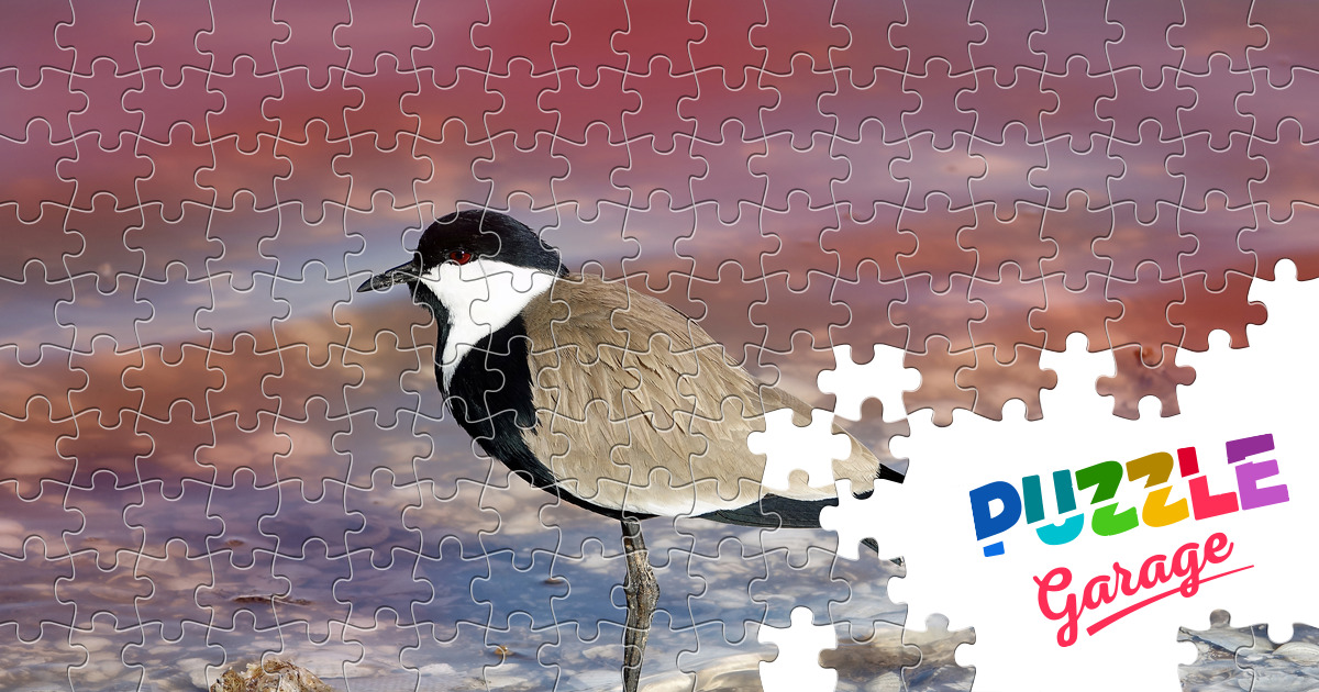 Spur-winged lapwing Jigsaw Puzzle (Animals, Birds) | Puzzle Garage
