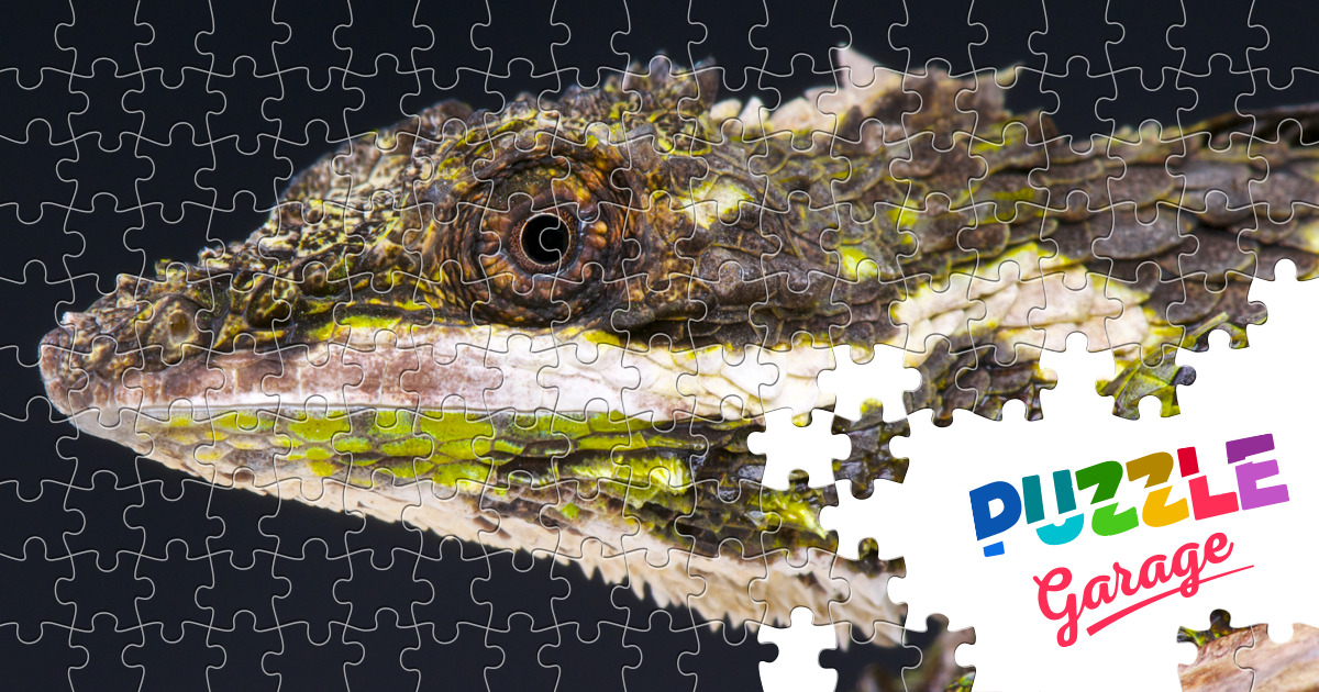 Pygmy lizard Jigsaw Puzzle (Animals, Reptiles) | Puzzle Garage